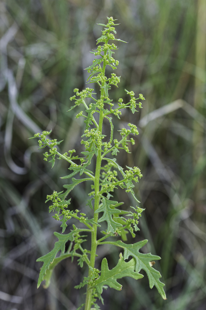 fetid goosefoot from Los Alamos, NM 87544, USA on September 19, 2019 at ...