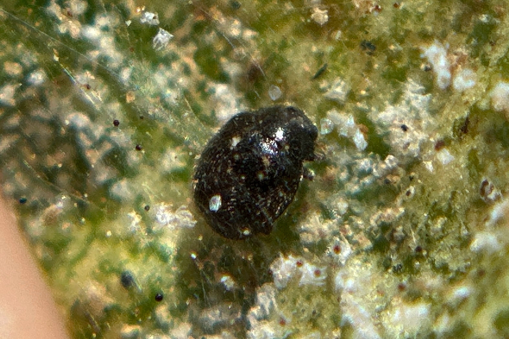 Spider Mite Destroyer from Dexter Dr, Riverside, CA, US on June 5, 2025 ...