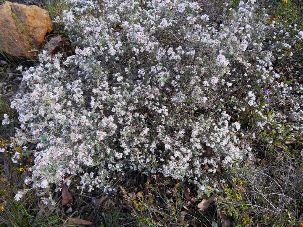 Leucopogon darlingensis rectus in September 2023 by Chris Close ...