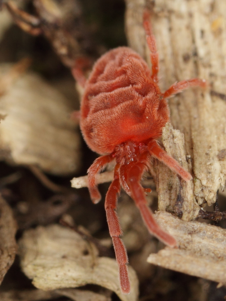 Red Velvet Mite (Insects and Arachnids of Coronado National Memorial ...