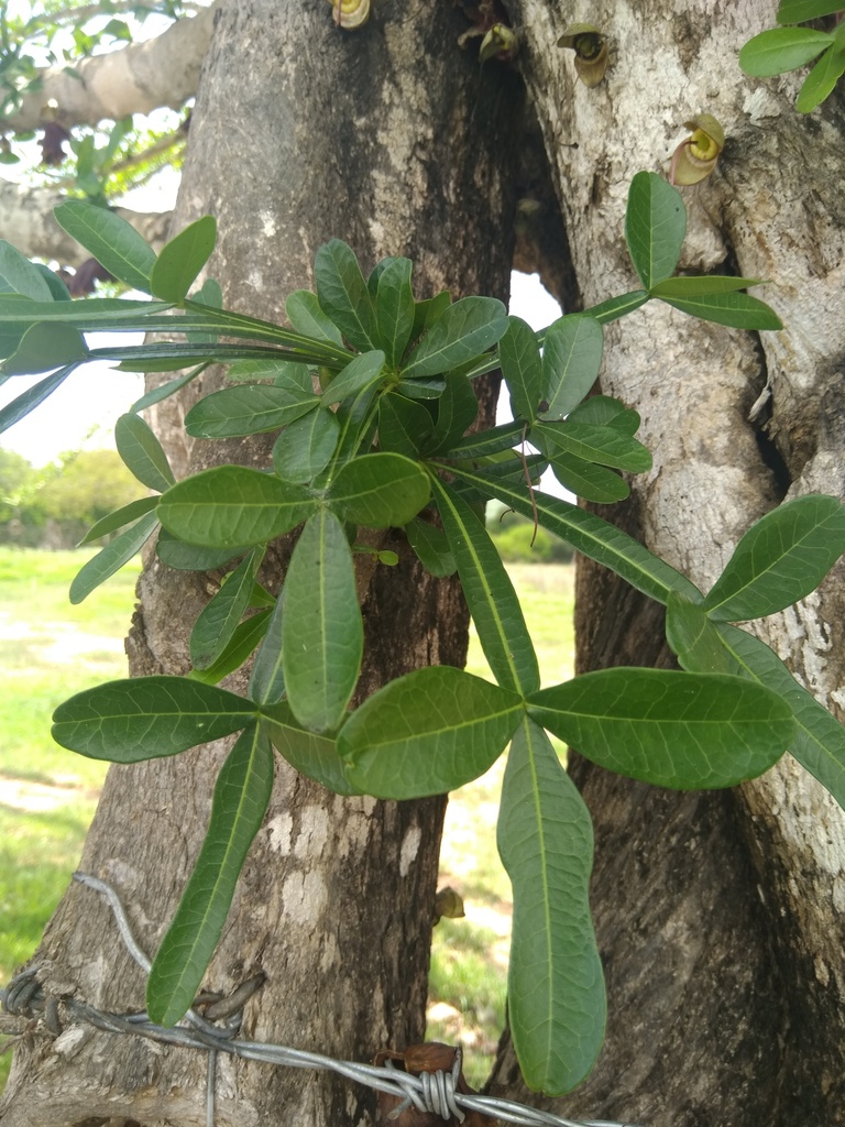 Winged Calabash from Rosamorada, Nay., México on August 01, 2019 at 01: ...