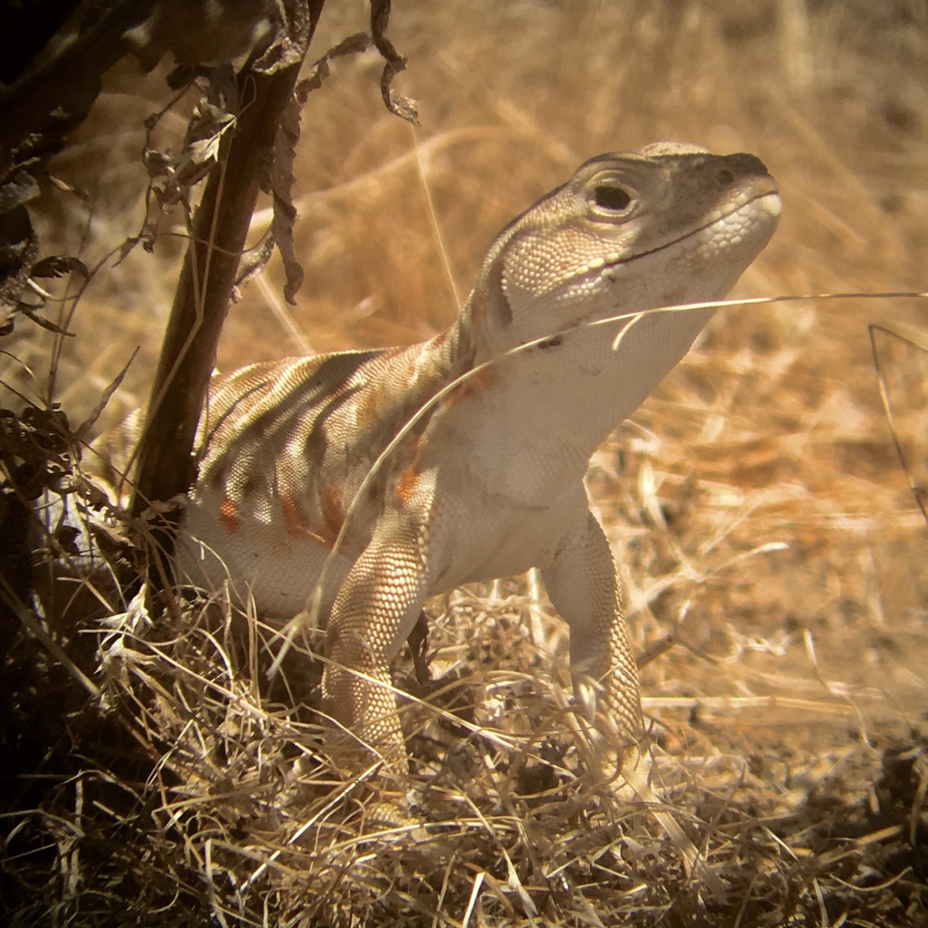 Blunt-nosed Leopard Lizard in July 2017 by Plsctt · iNaturalist United ...