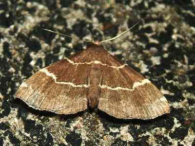 Bertula spacoalis · iNaturalist Ecuador