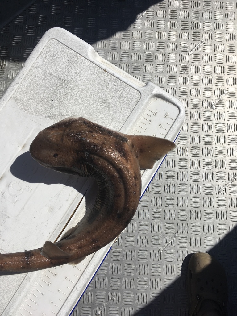 New Zealand Draughtboard Shark from South Taranaki Bight, Wellington ...