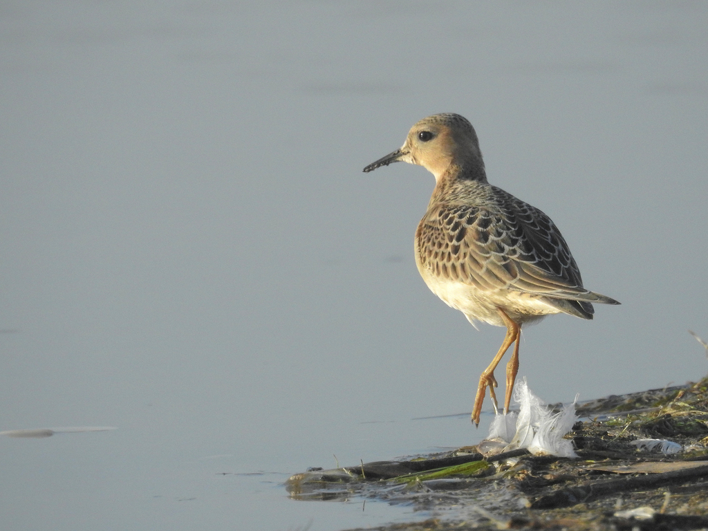 Buff-breasted Sandpiper from 3885 Esmoriz, Portugal on September 14 ...