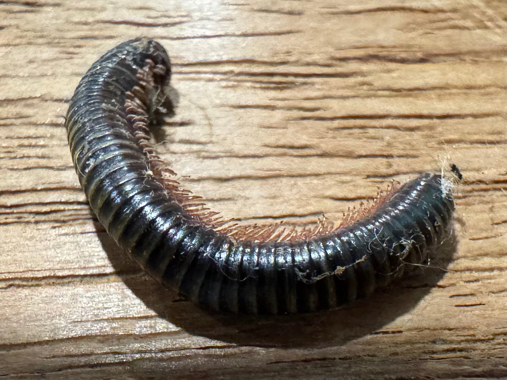 Bumblebee Millipede from Dominica, DM on June 8, 2025 at 10:44 PM by ...