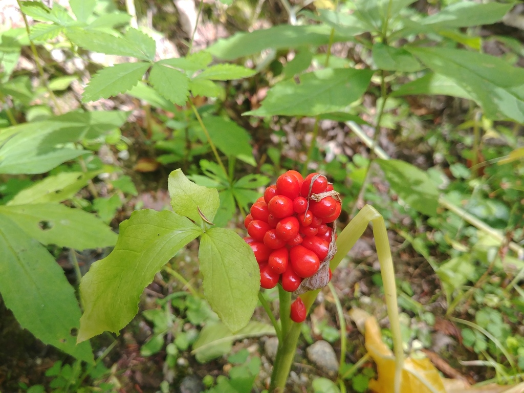 Jack-in-the-Pulpits from Windsor, NH 03244, USA on September 15, 2019 ...