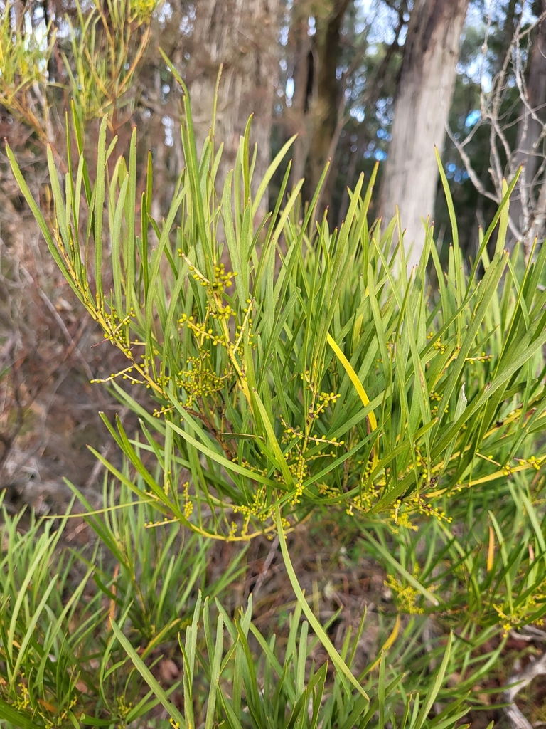Variable sallow wattle from Monbulk VIC 3793, Australia on June 10 ...