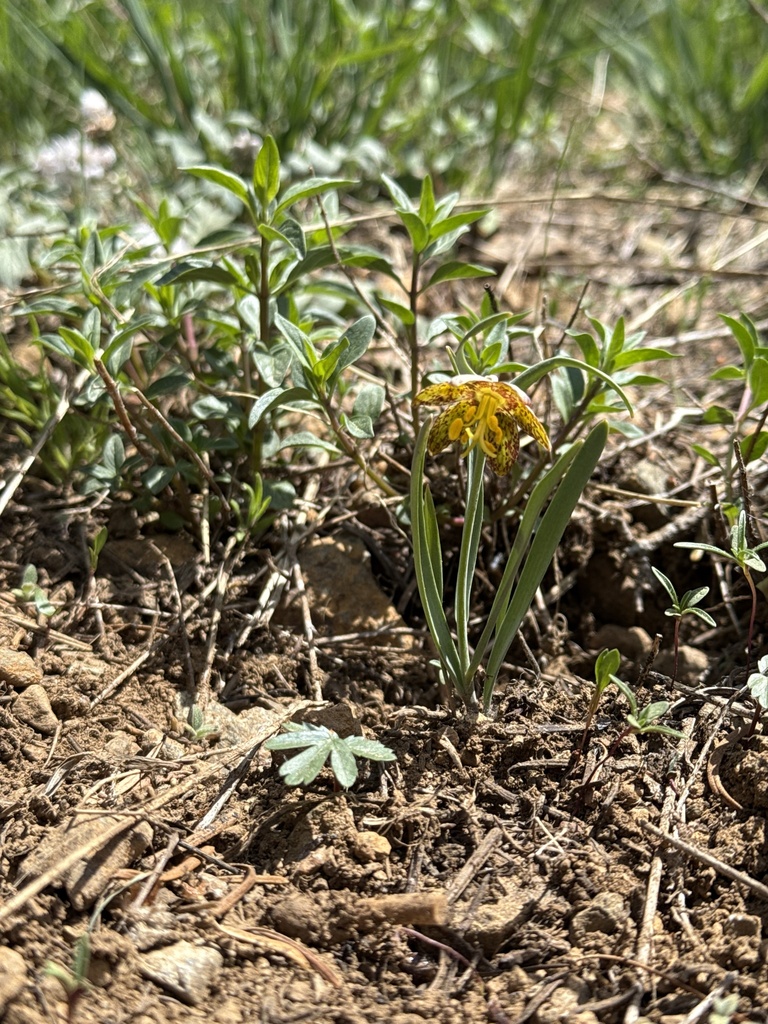 spotted fritillary from Trinity County, US-CA, US on June 6, 2025 at 12 ...