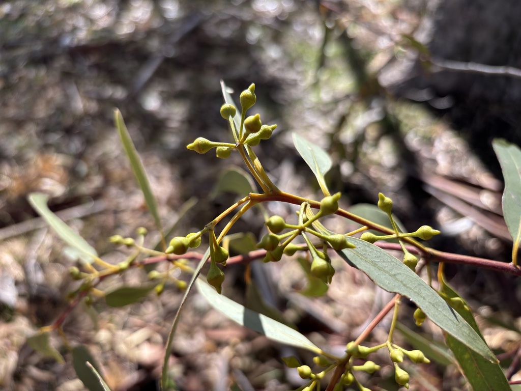 river redgum from Lake Cockatoo SA 5271, Australia on June 10, 2025 at ...
