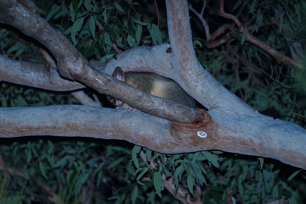 Common Brushtail Possum from Brisbane QLD, Australia on June 6, 2025 at ...