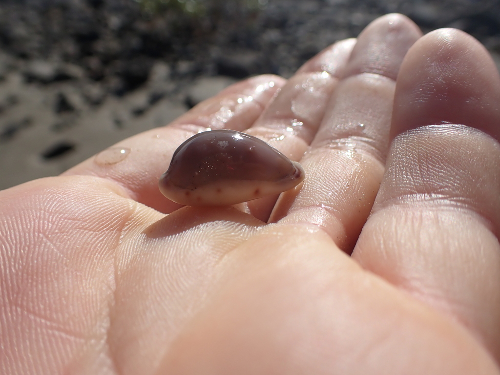 yellow-toothed cowrie from Rosslyn QLD, Australia on June 6, 2025 at 09 ...