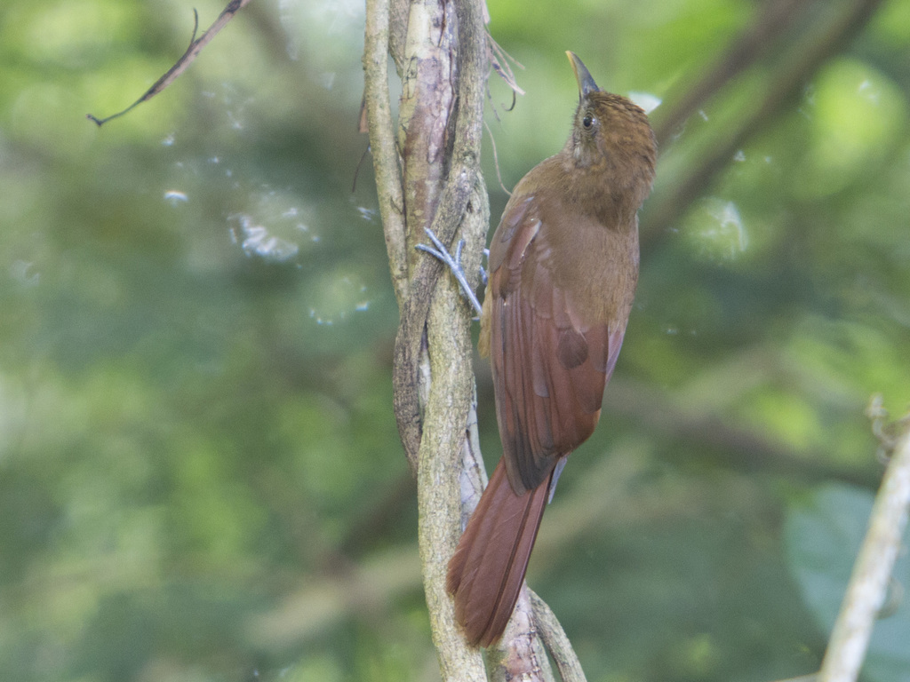 Plain-brown Woodcreeper from Bejuma, Carabobo, Venezuela on September ...