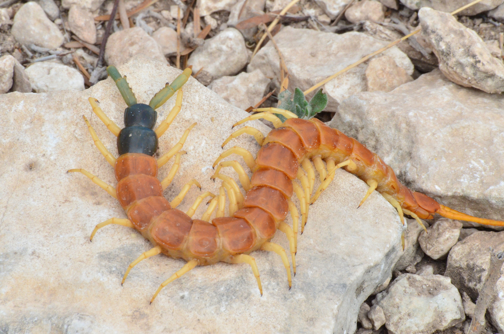 Giant Desert Centipede from Val Verde County, TX, USA on March 23, 2013 ...