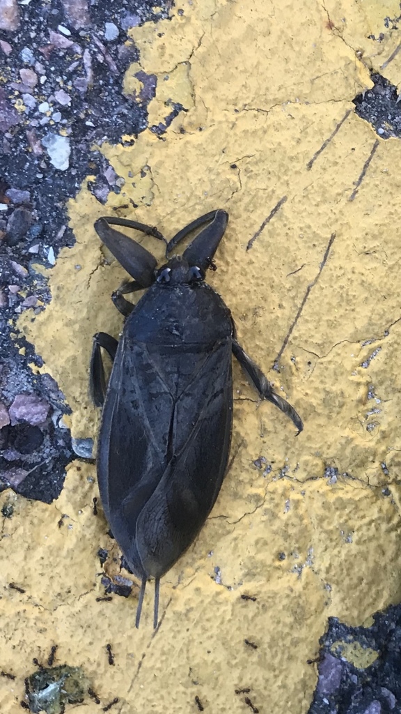 American Giant Water Bug from W Valhalla Blvd, Sioux Falls, SD, US on ...