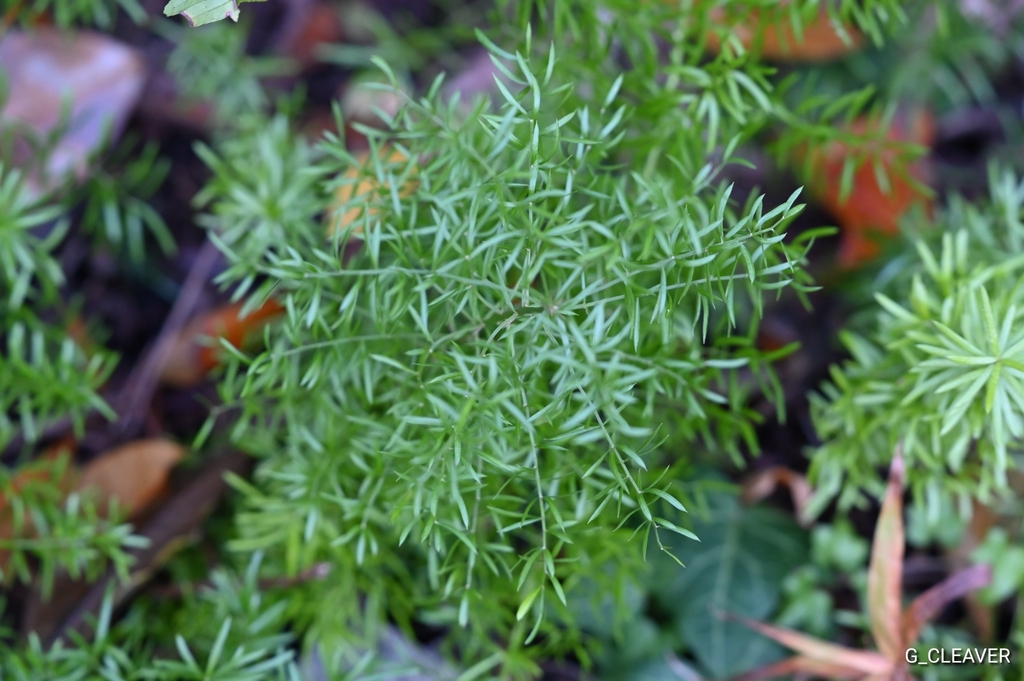 African Asparagus from Hornsby NSW 2077, Australia on June 7, 2025 at ...