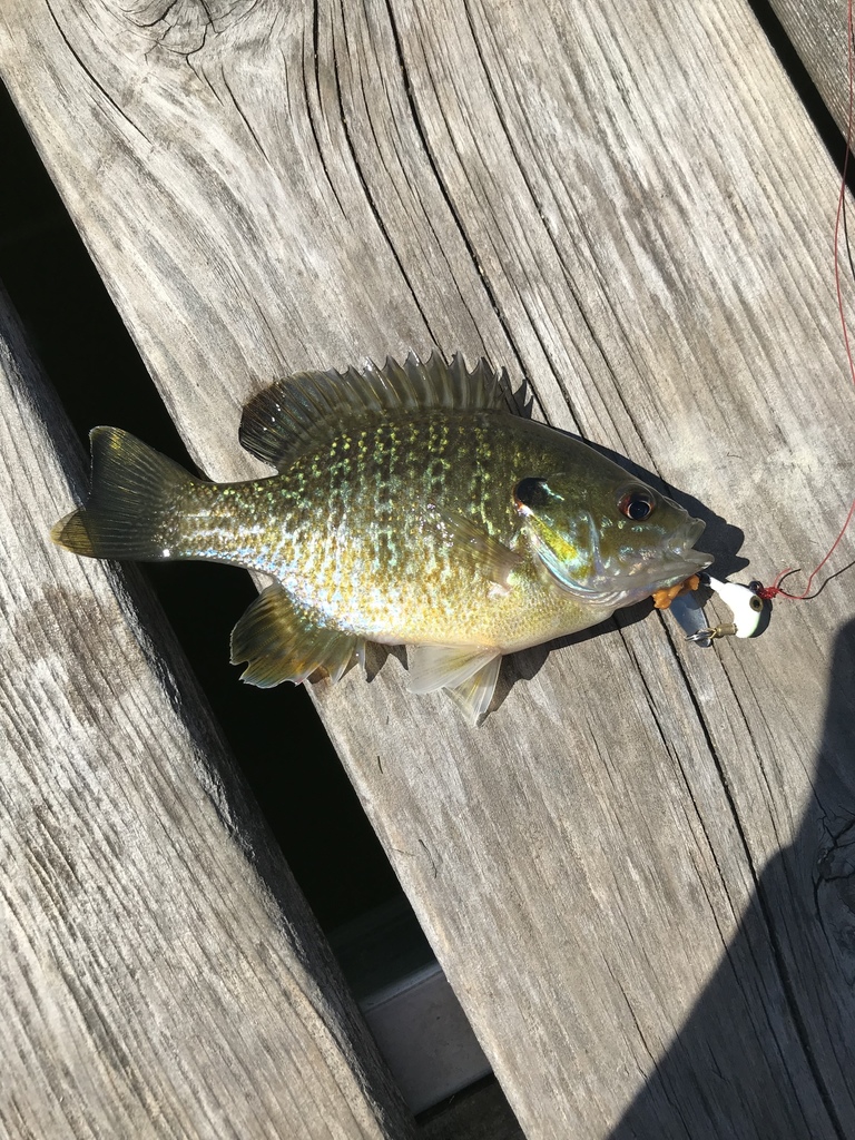 Greengill Sunfish from Cobblestone Lake Pkwy, Apple Valley, MN, US on ...