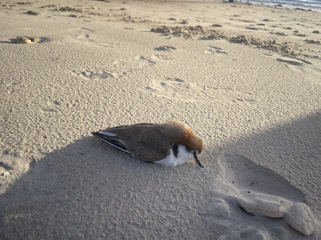 Red-capped Plover from Wallaroo Port, Wallaroo, SA, AU on June 8, 2025 ...