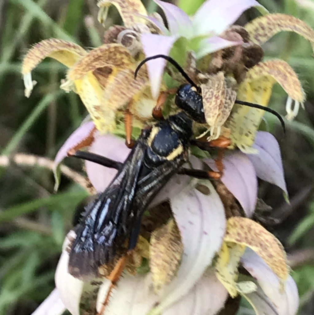 Katydid Wasp from Pleasant Hill Rd, Midway, AL, US on September 19 ...
