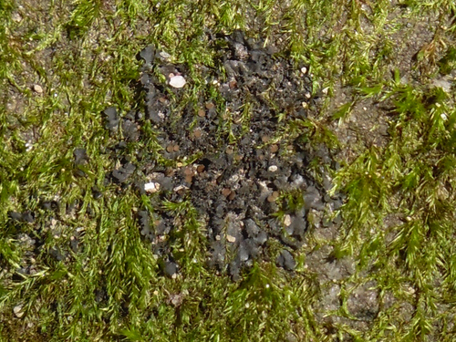 Scytinium juniperinum · iNaturalist