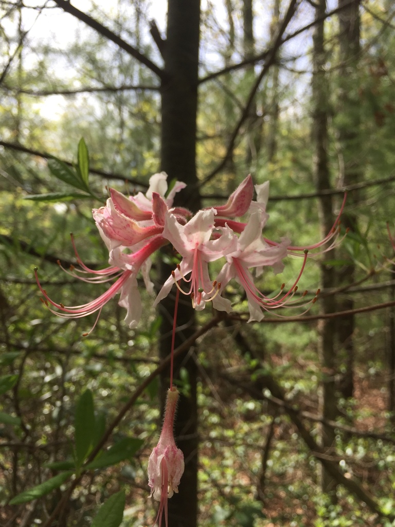 Mountain Azalea from Cedar Mountain, NC, US on April 30, 2017 at 03:58 ...