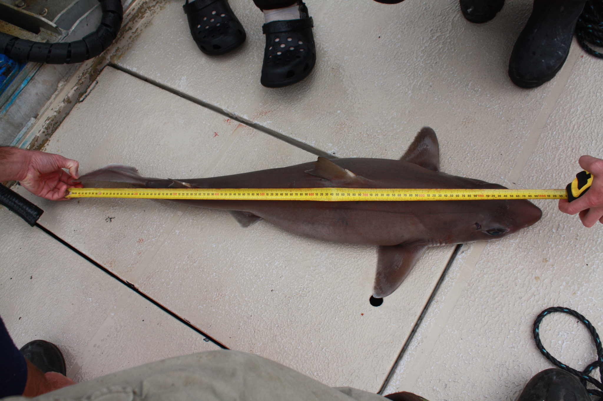 Squalus griffini Phillipps, 1931