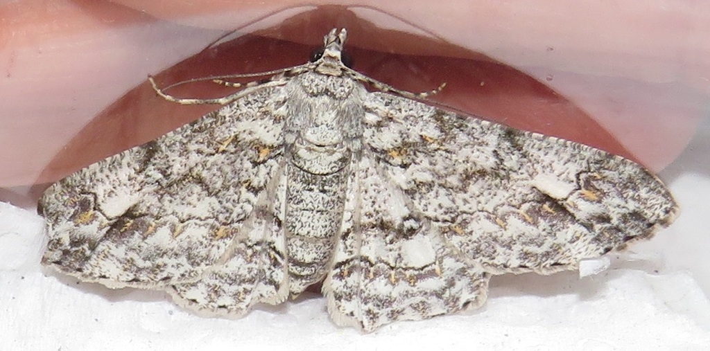 Cleora tulbaghata from St Lucia 1 on September 20, 2019 at 03:56 PM by ...