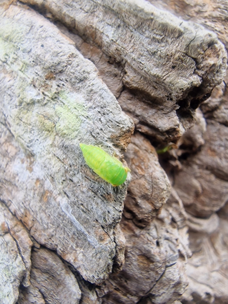 oak leafhopper from Petworth, UK on June 10, 2025 at 01:42 PM by Sim ...