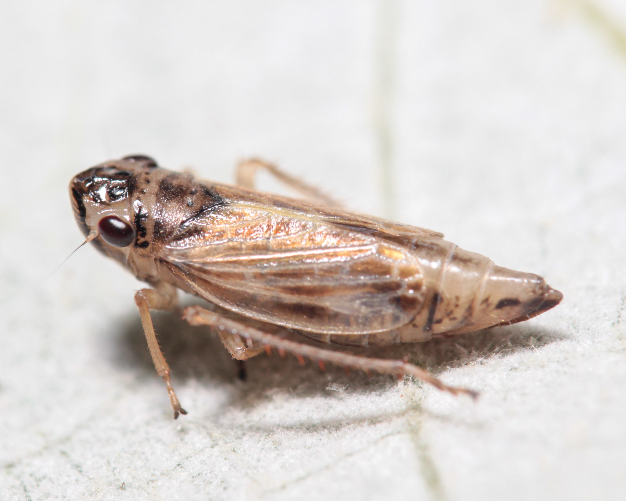 Evacanthus acuminatus | Insect Vectors of Plant Disease