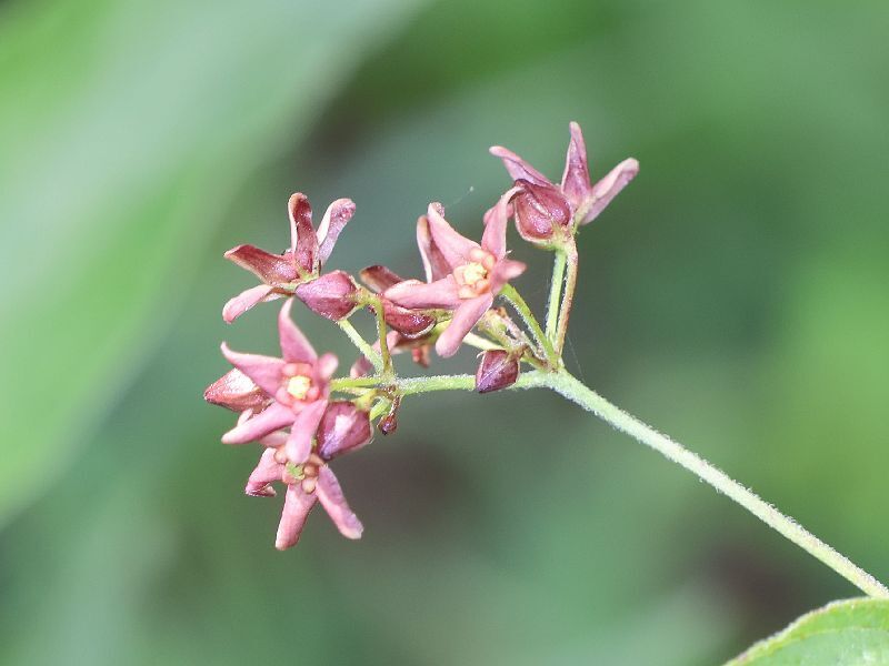 European swallow-wort from Northampton, NY, USA on June 2, 2025 at 03: ...