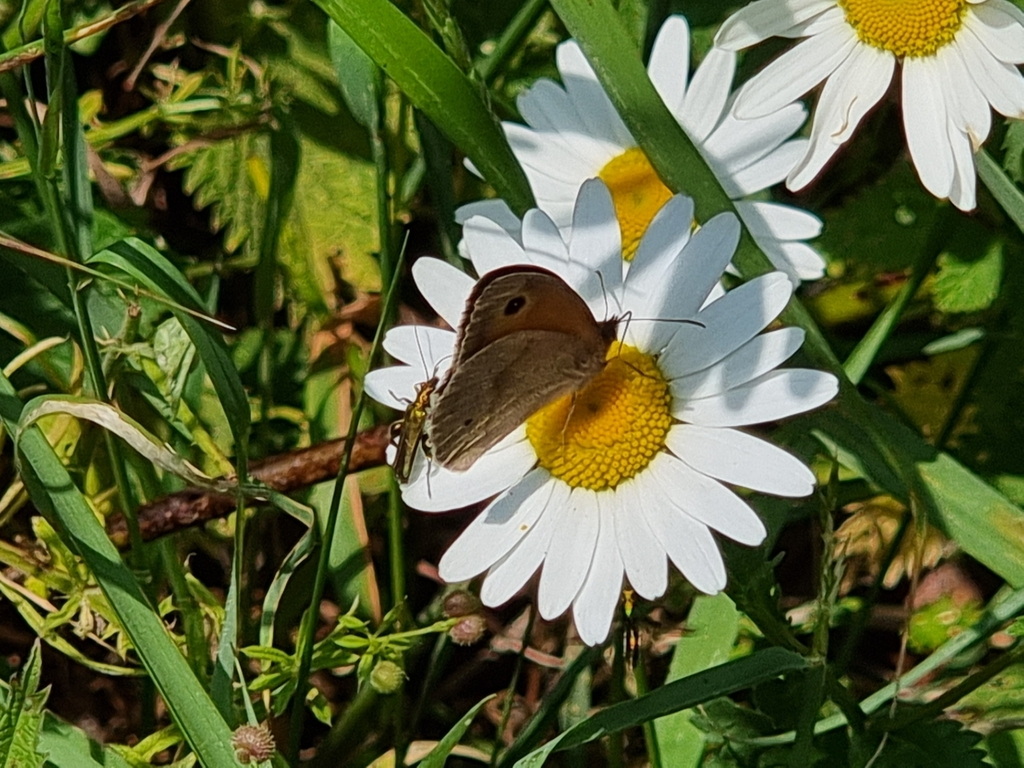 Meadow Brown from Norfolk, England, GB on 10 June, 2025 at 12:38 PM by ...