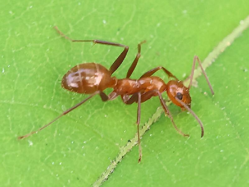 pallidefulva-group Field Ants from Oakland Lake Wildflower Meadow ...