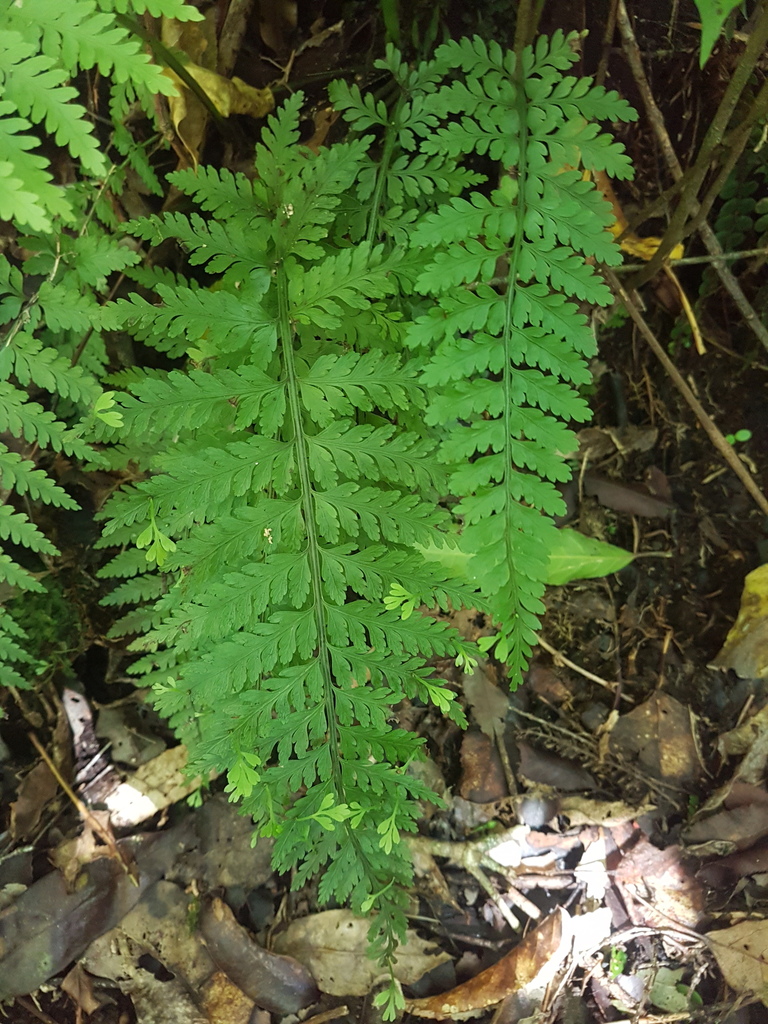 Hen and Chicks Fern from Egmont National Park, Egmont, New Plymouth ...