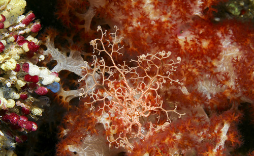Astrocladus ludwigi · iNaturalist Mexico
