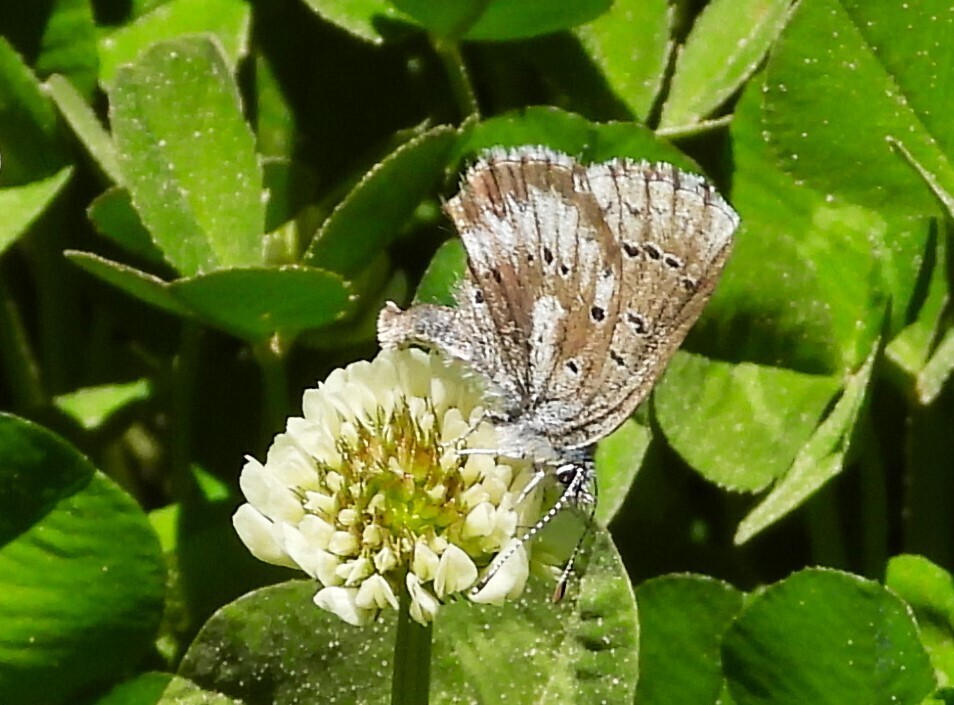 Arrowhead Blue from Yakima County, WA, USA on June 9, 2025 at 12:42 PM ...