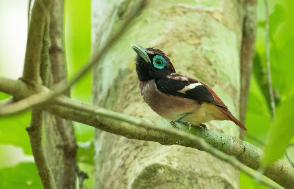 Visayan Broadbill in September 2019 by hdmiller. male · iNaturalist