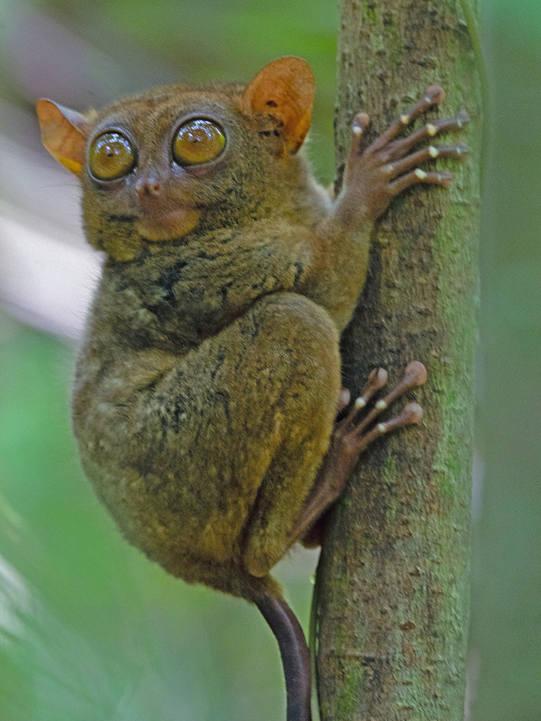 Tarsiers (Tarsiidae) - Know Your Mammals