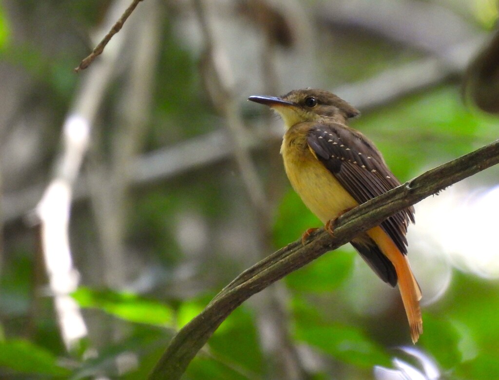 Tropical Royal Flycatcher in June 2025 by charliemancera · iNaturalist