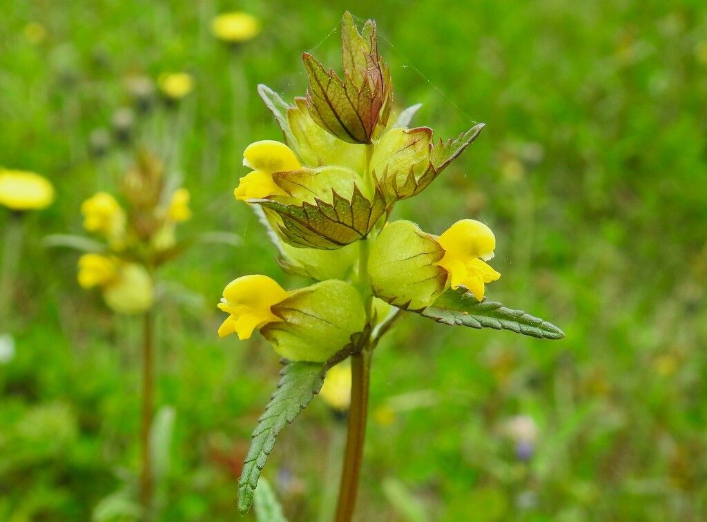 Yellow Rattle from Hampton, NB, Canada on June 10, 2025 at 10:44 AM by ...