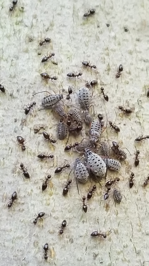 Giant Bark Aphid from Greenville, DE 19807, USA on September 19, 2019 ...