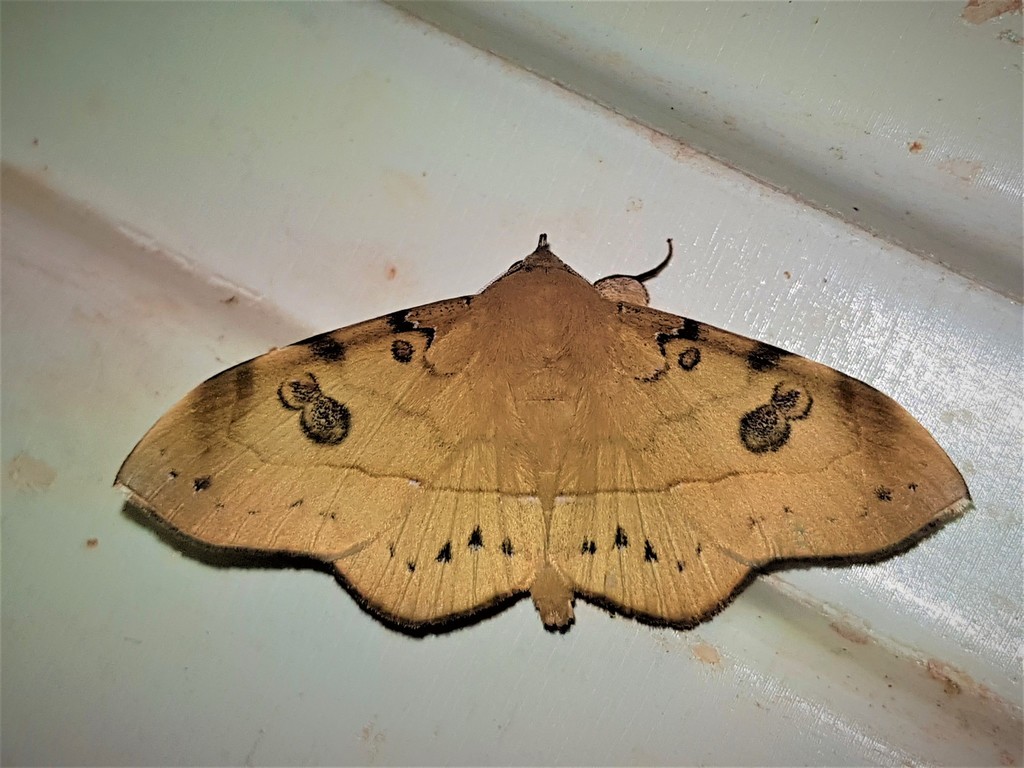 Argidia (Insectos PEVA (Parque Ecológico Volcán Arenal)) · iNaturalist