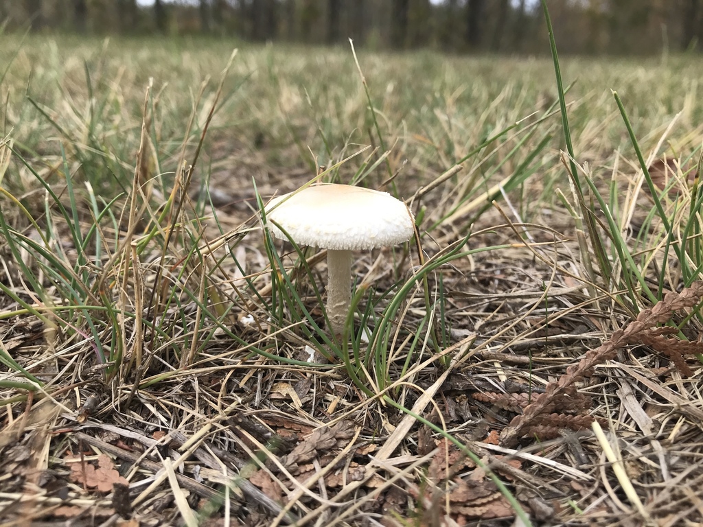 Strophariaceae from Seymour St, Onekama, MI, US on September 15, 2019 ...