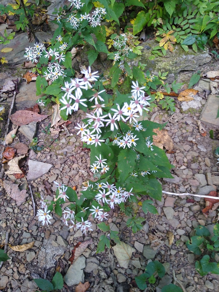 White Wood Aster from Lakesite, TN 37379, USA on September 20, 2019 at ...