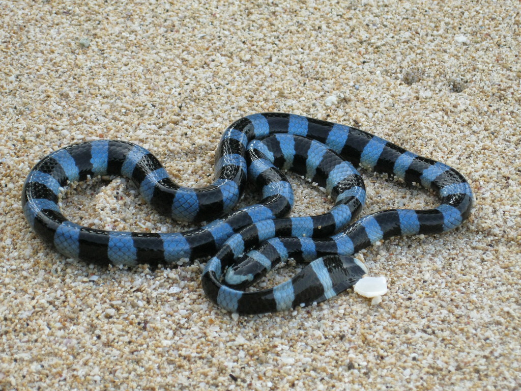 Blue-lipped Sea Krait (Laticauda laticaudata) - Snakes and Lizards