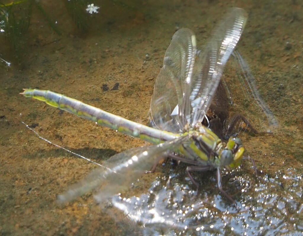 Horned Clubtail from Washington County, US-MN, US on June 10, 2025 at ...