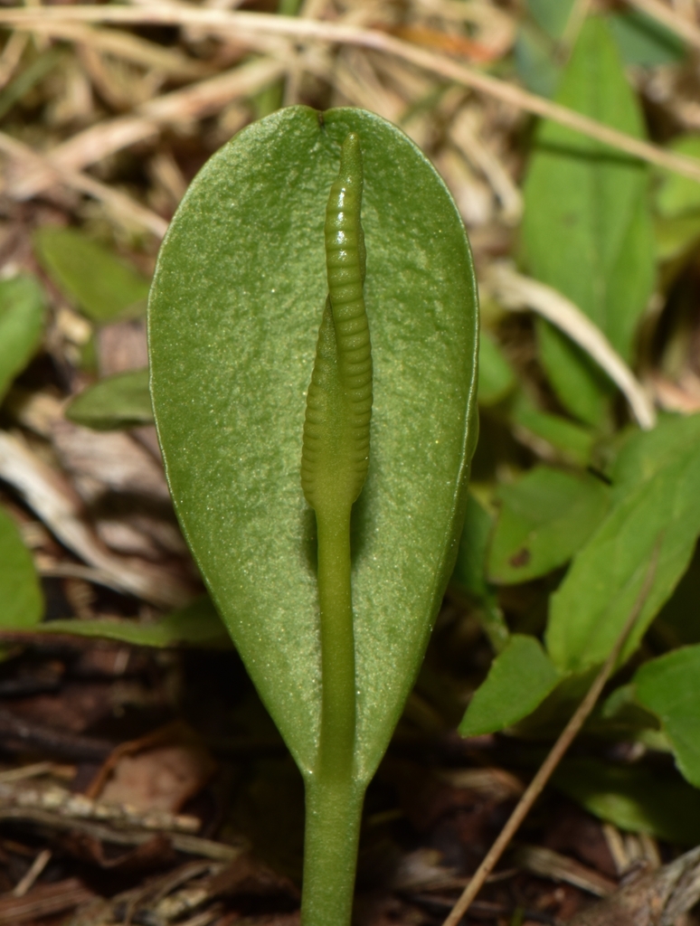 Northern Adder's-Tongue (Pteridophytes of Appalachia) · iNaturalist