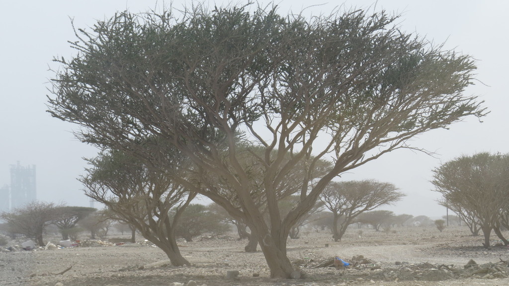 (Vachellia tortilis raddiana) - Botanical Realm
