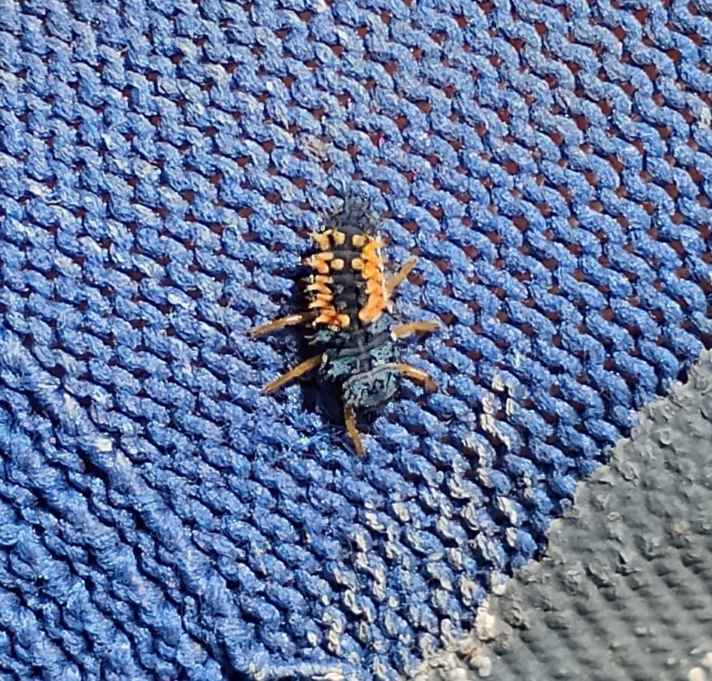 Asian Lady Beetle from Roseway, Portland, OR, USA on June 10, 2025 at ...