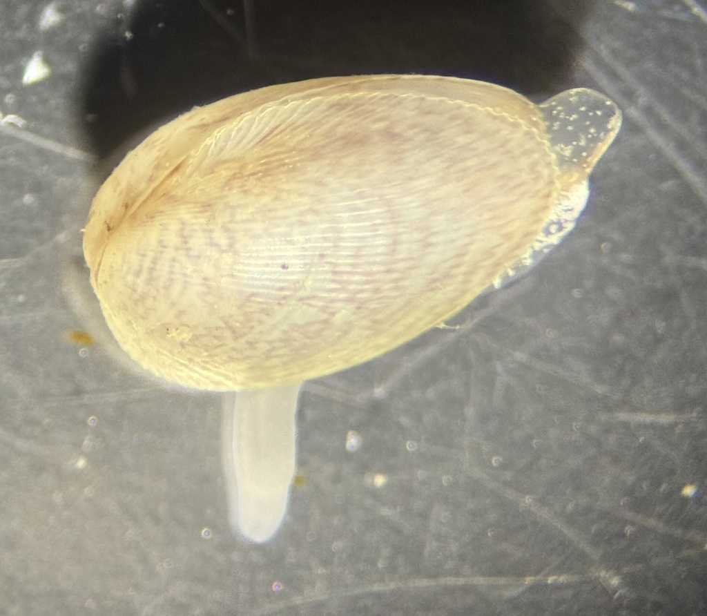 Lateral Mussel in June 2025 by larvalfishguy · iNaturalist