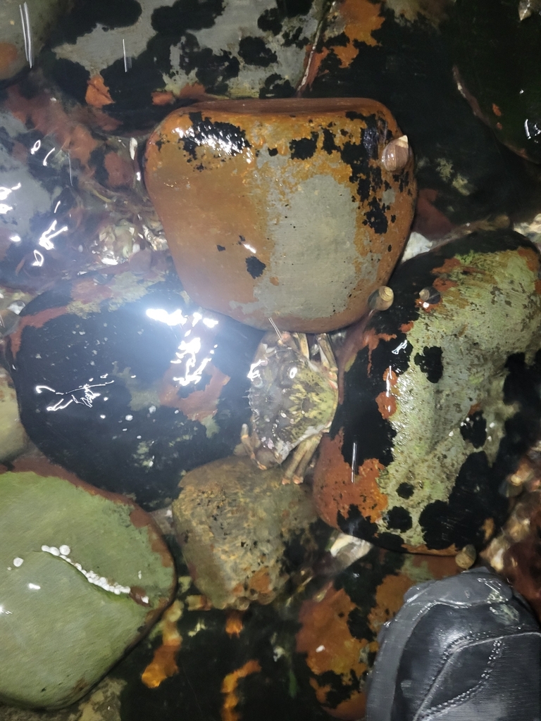 European Green Crab from Halifax, NS B3H 1A1, Canada on June 4, 2025 at ...